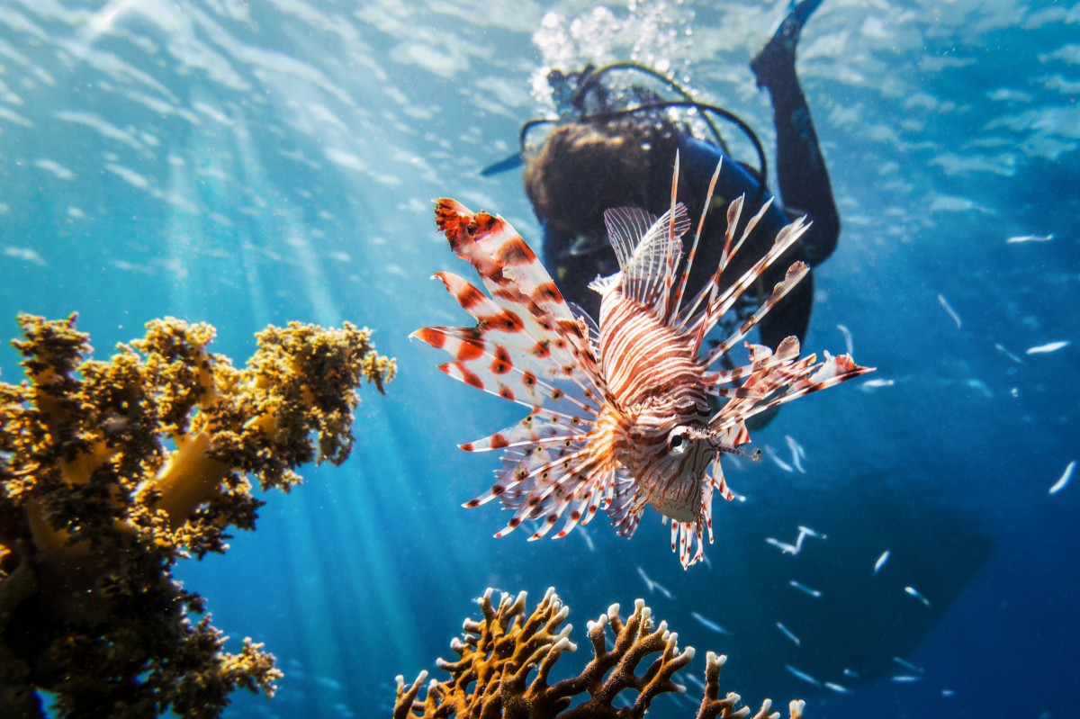 Nieuw digitaal ecosysteem voor experts en oceaanwetenschappers - Unesco ...